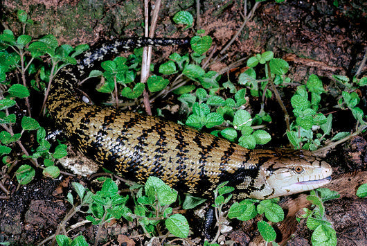 Care Sheet for Classic Indonesian Blue Tongue Skink (Tiliqua gigas gig – The Bio Dude