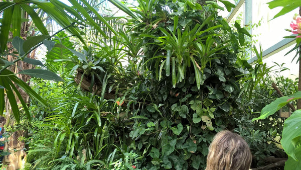 Why Reptiles Need Enclosure Décor – The Bio Dude