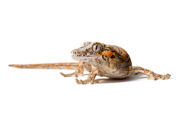 Gargoyle Gecko care sheet and bioactive terrarium maintenance. – The ...