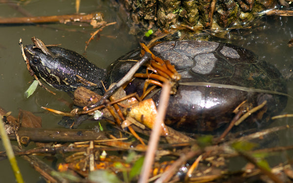 Care and Maintenance of the Common Musk Turtle (Sternotherus odoratus ...