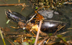 Care and Maintenance of the Common Musk Turtle (Sternotherus odoratus ...
