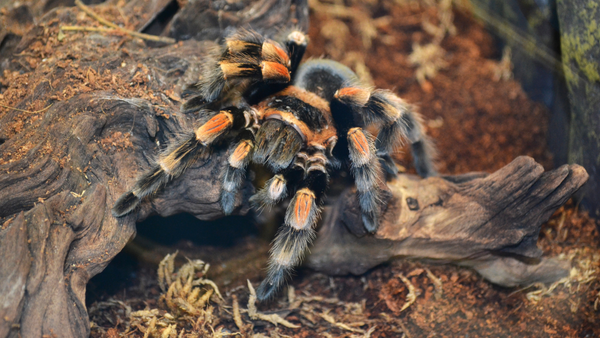 5 Habits for a Successful Tarantula Keeper – The Bio Dude