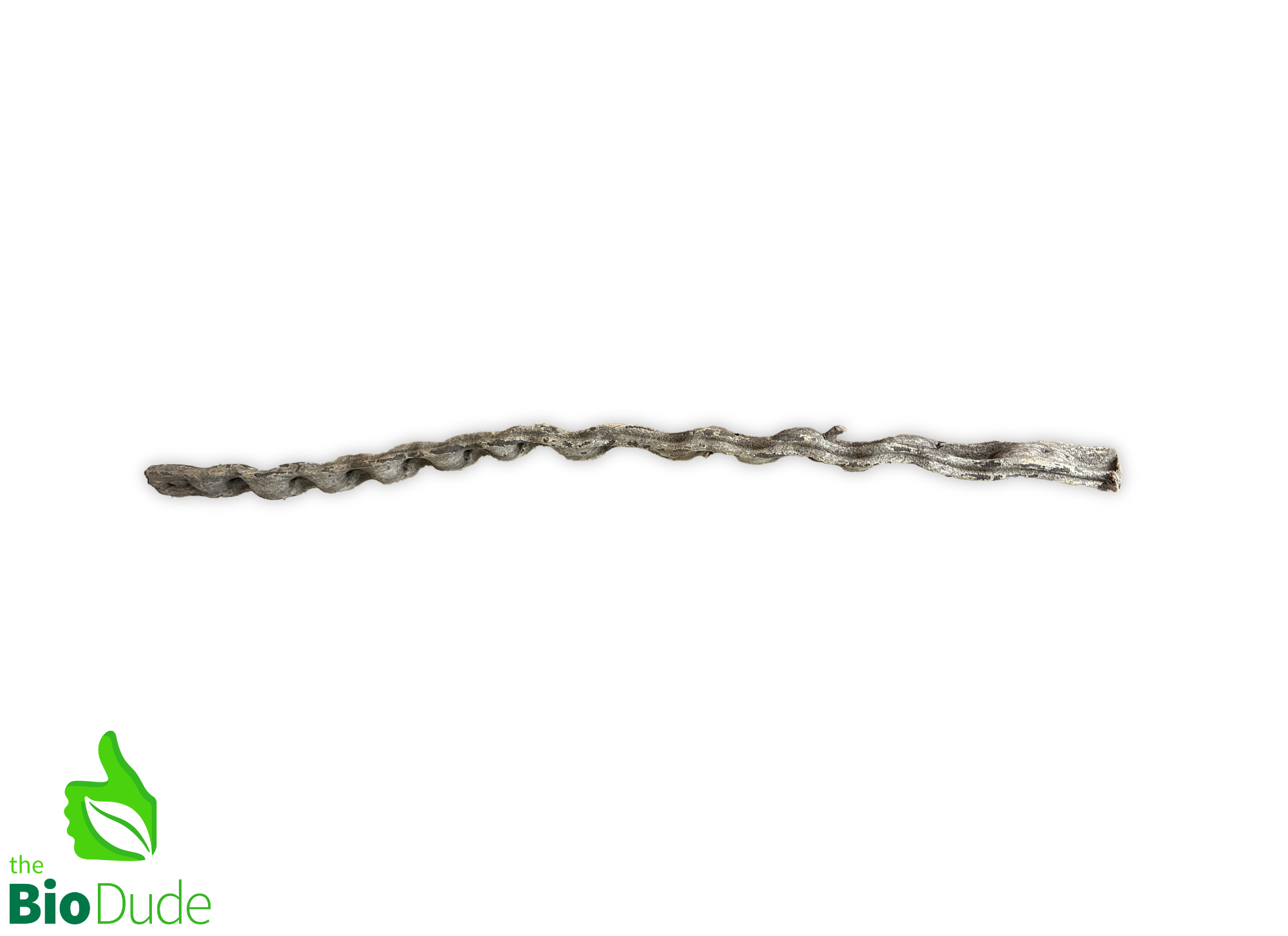 Jungle Branch – The Bio Dude