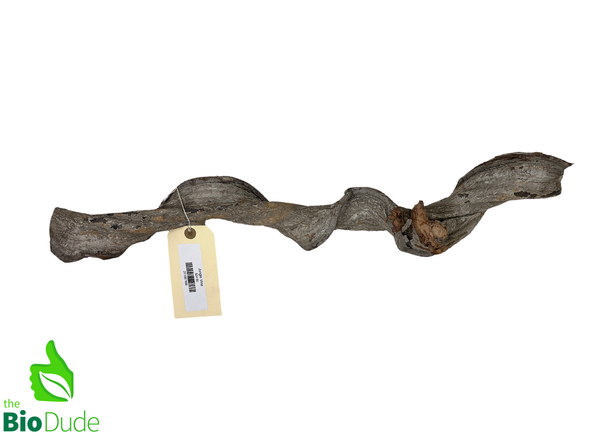 Jungle Branch – The Bio Dude