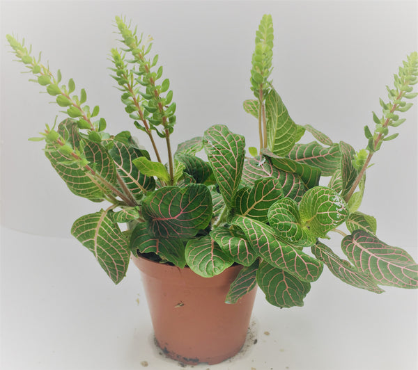 4" Pot Fittonia Red – The Bio Dude