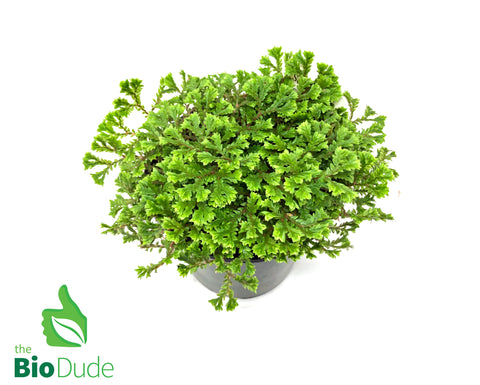 Live Terrarium Moss for Reptiles | The Bio Dude